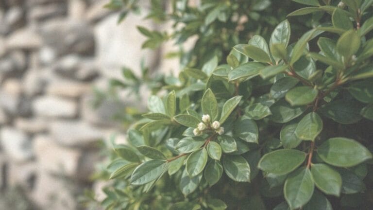 Mirt zwyczajny - sadzonka i uprawa w doniczkach